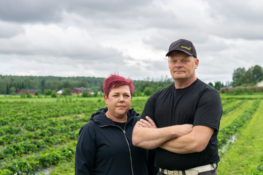 Mäenpään mansikkakesä kypsyy hitaasti mutta varmasti | Lapuan Sanomat